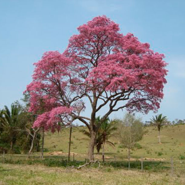 PAISAJES Y VEGETACIÓN|APM-IBARE MAMORÉ